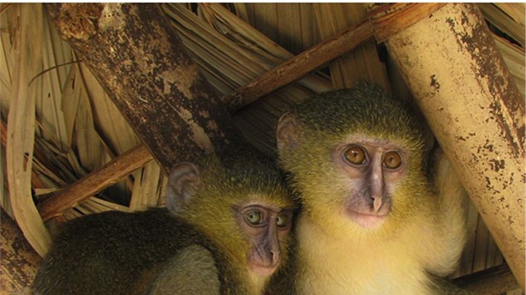 A new species of monkey with a distinctive blue rear end has been ...