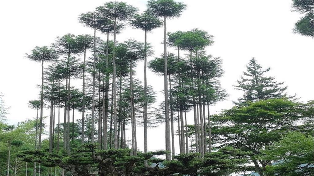 The Art and Sustainability of Daisugi Technique - Cybereport